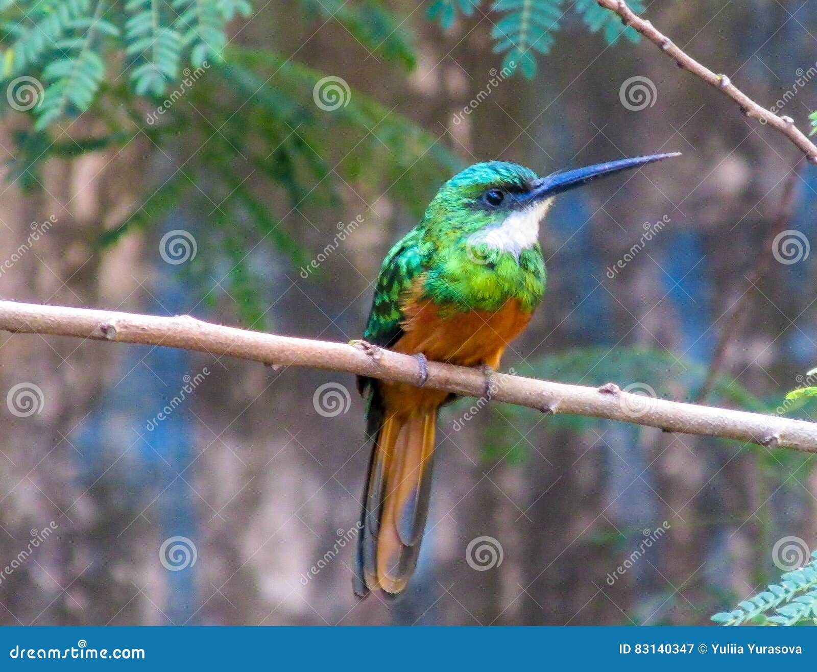 Small colorful bird stock image. Image of closeup, ecology - 83140347