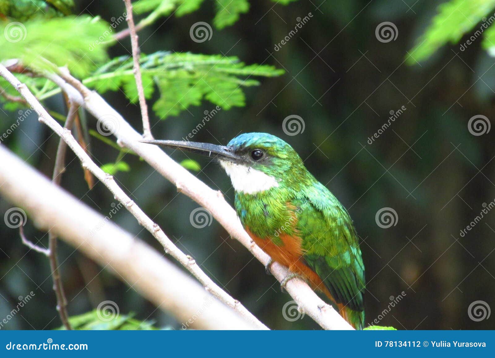 Small Colorful Bird on the Tree Stock Photo - Image of bill, flight ...