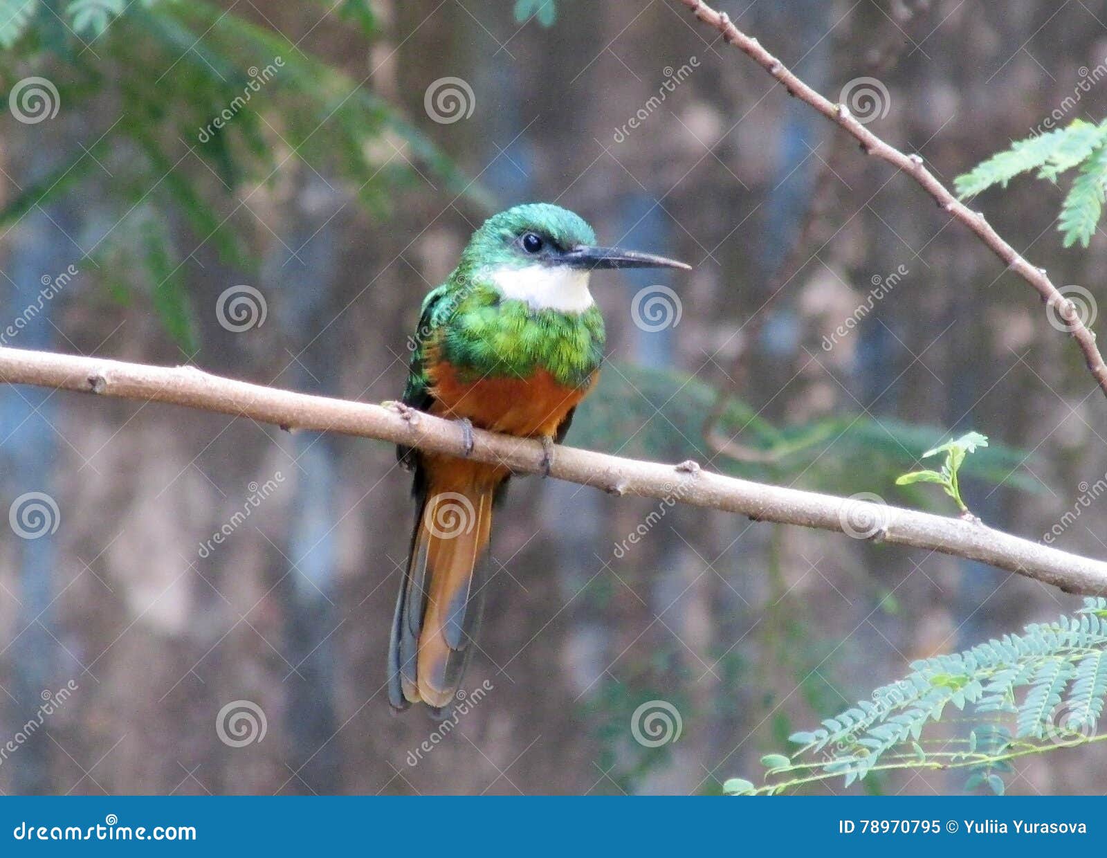 Small Colorful Bird on the Tree Stock Image - Image of forest, color ...
