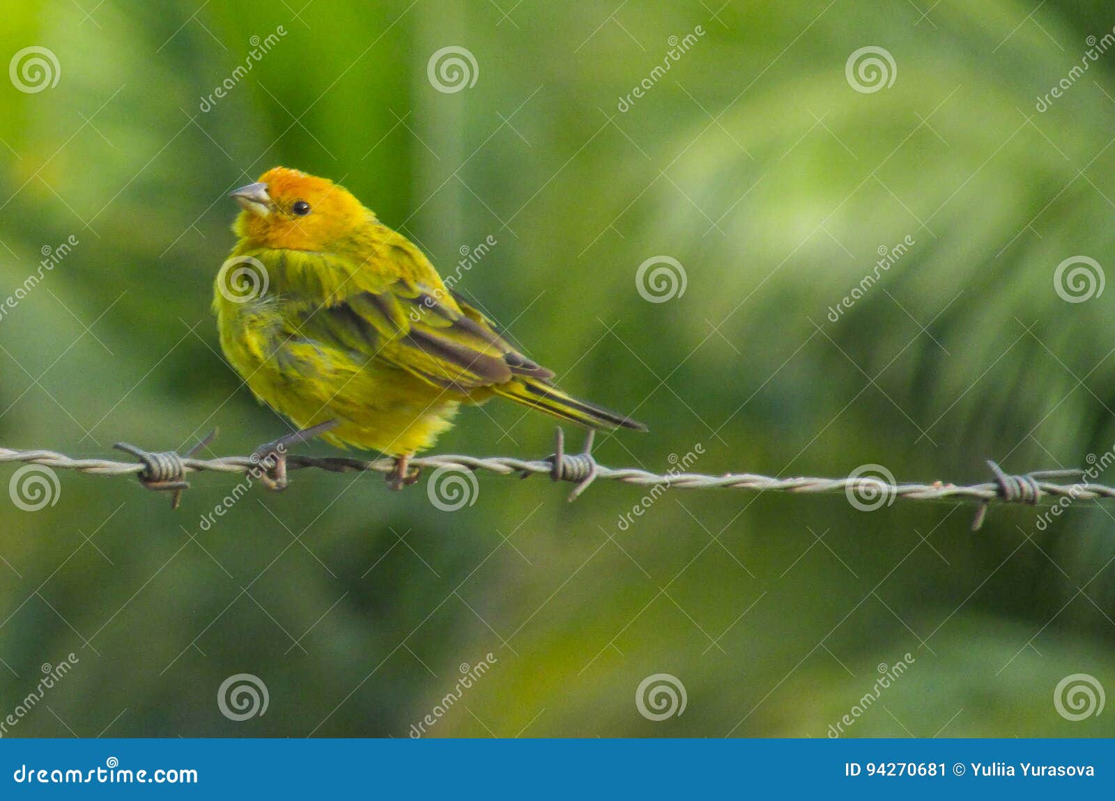 Small colorful bird stock image. Image of branch, closeup - 94270681