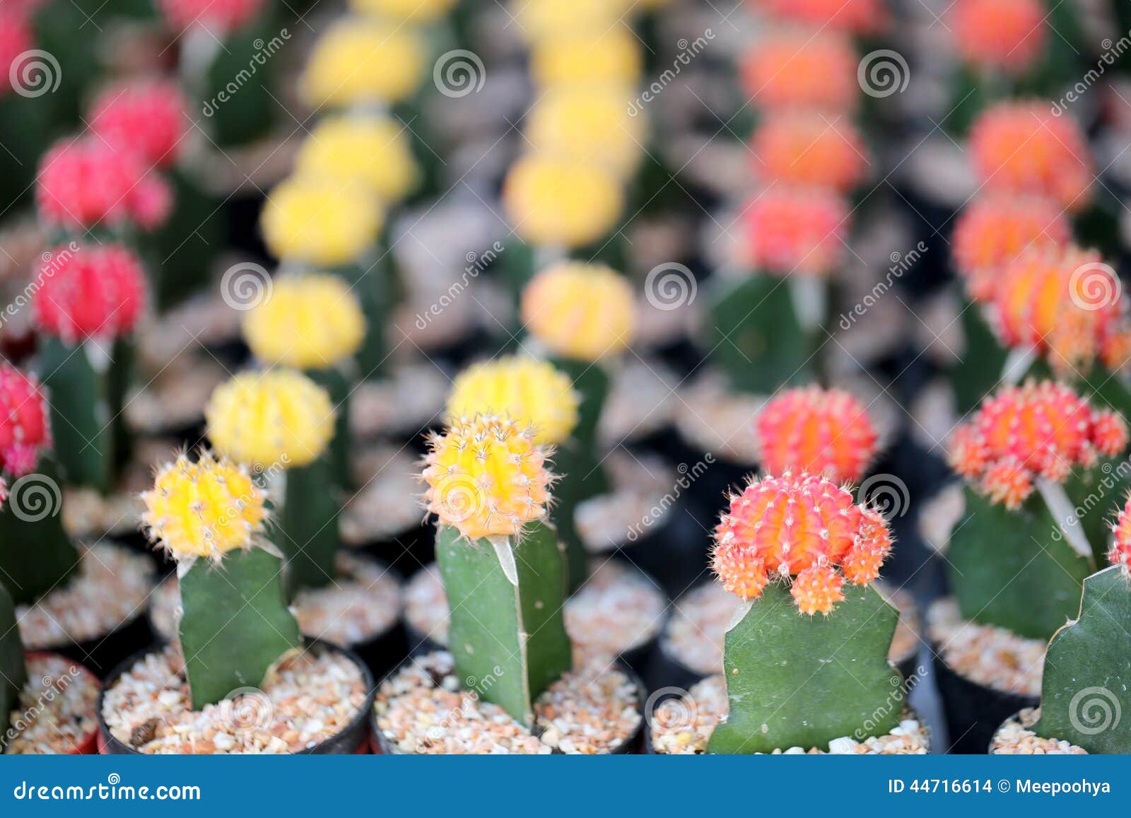Small colorful cactus. stock photo. Image of pollen, colorful - 44716614