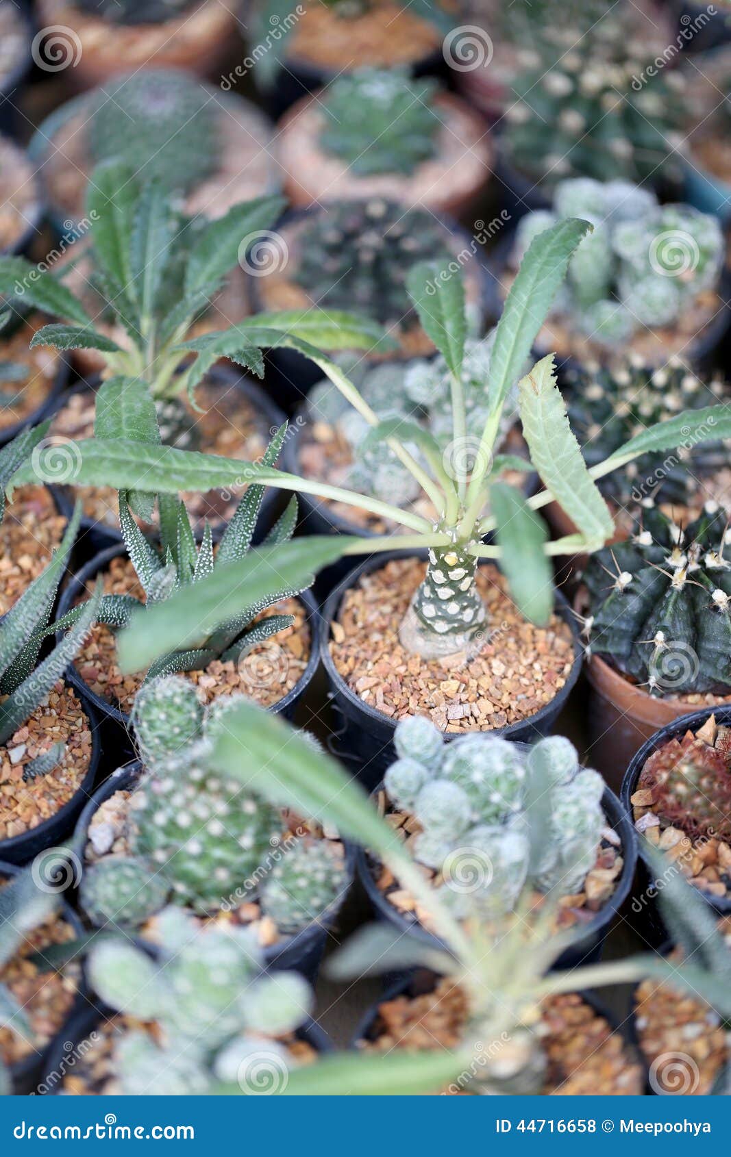 Small colorful cactus. stock photo. Image of blossom - 44716658