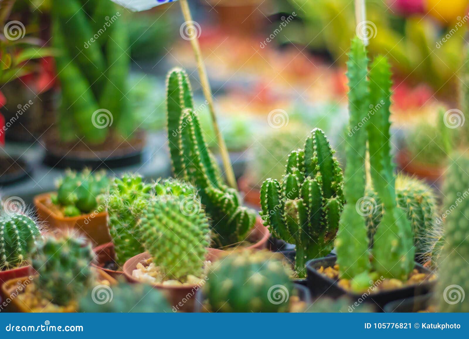 Small Colorful Cactus in Container for Planting. Stock Image - Image of ...