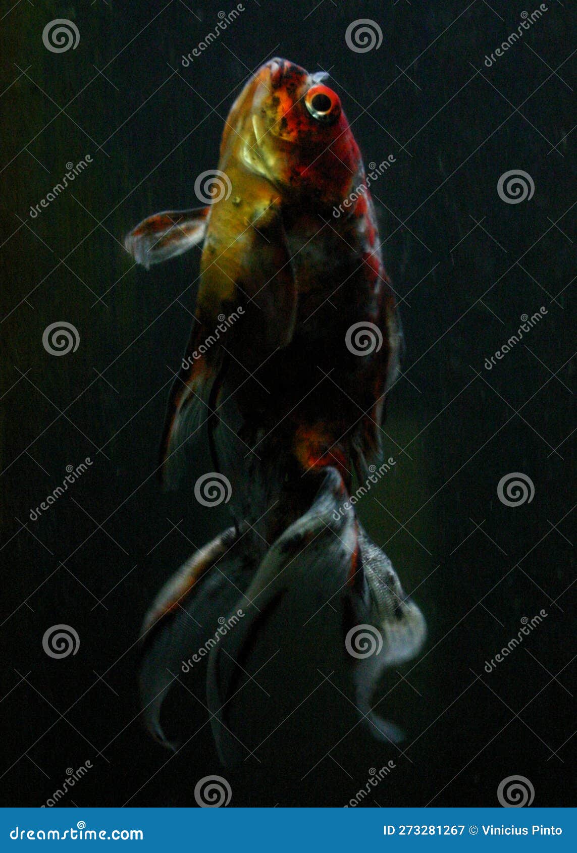 Small Colorful Carp Underwater Stock Image - Image of textured, pond ...