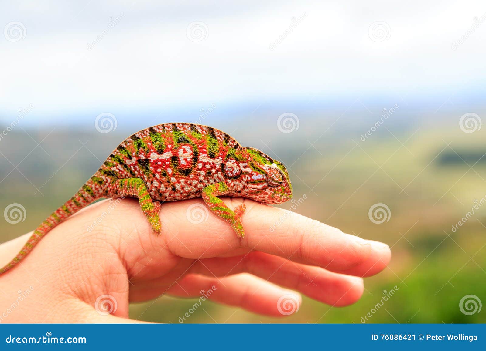 Small Colorful Chameleon Clamping on a Finger of a Hand Stock Image ...