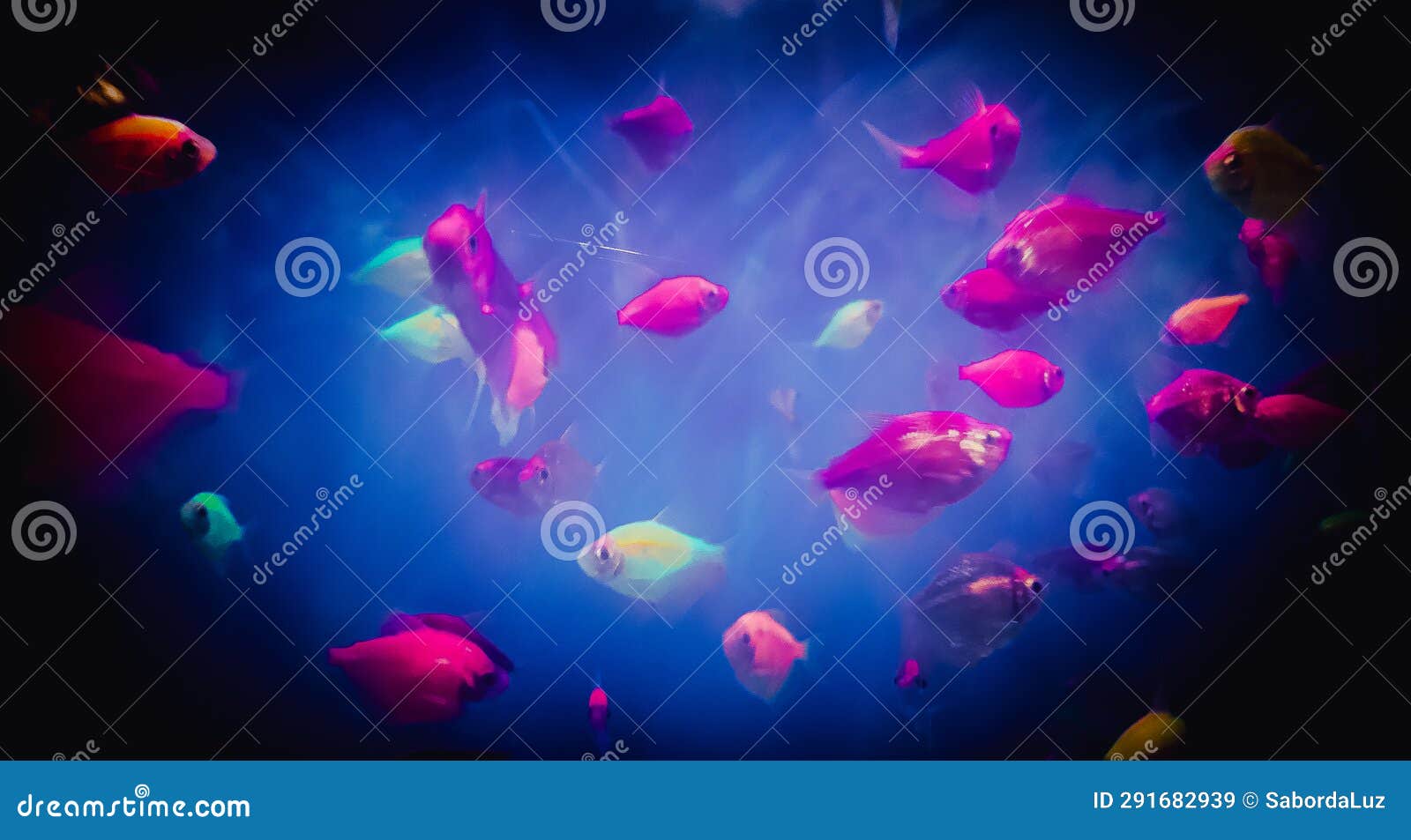 Small and Colorful Fish Adorn the Waters Like Neon Light Stock Image ...