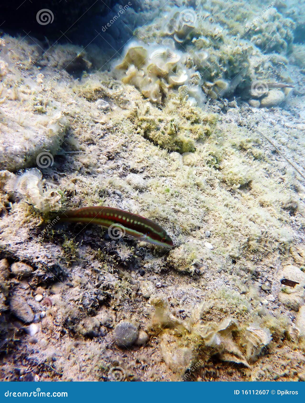 Small colorful fish, gylos stock image. Image of holiday - 16112607