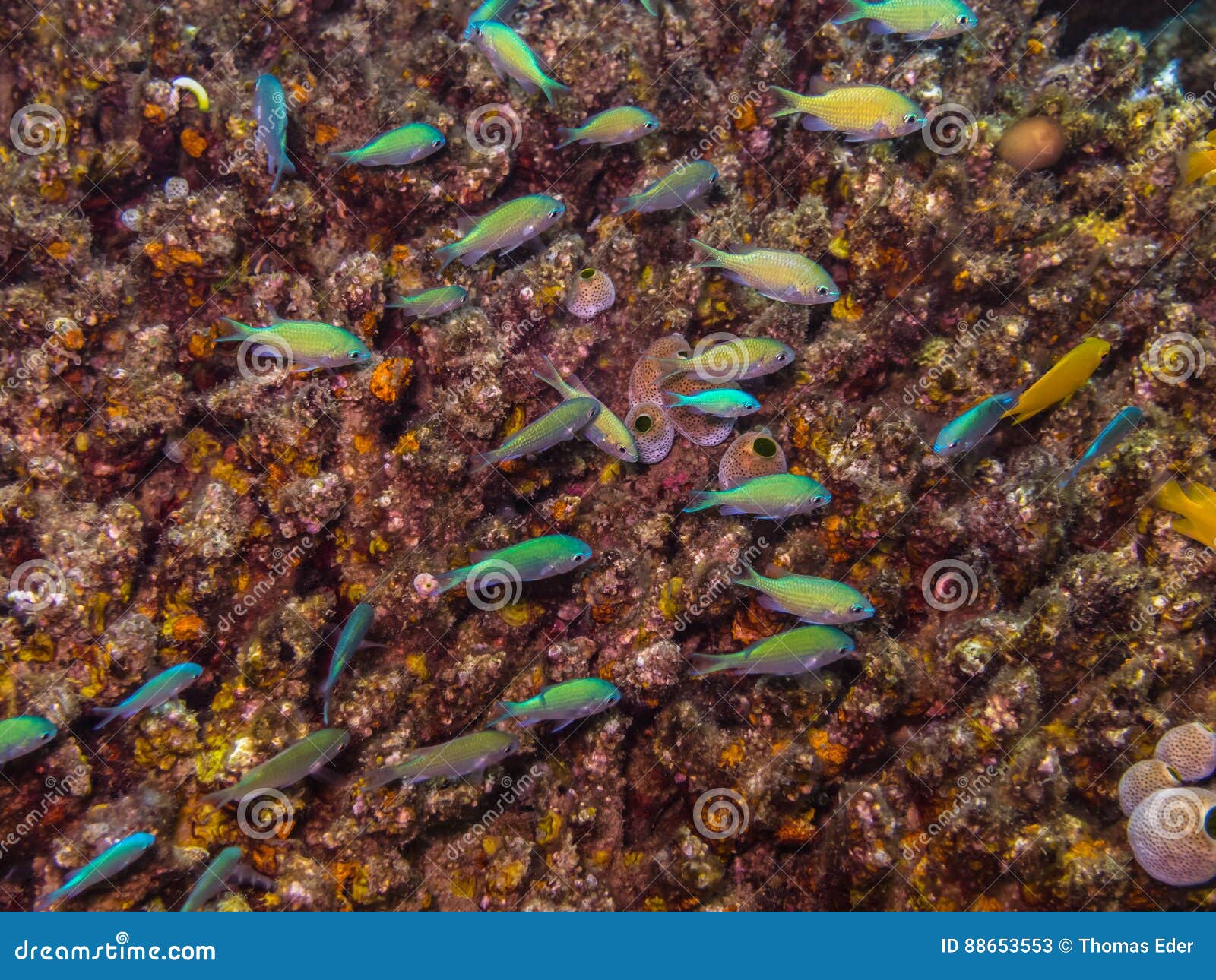 Small colorful fish stock image. Image of salt, deep - 88653553