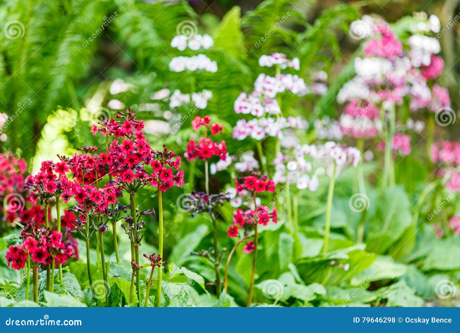 Small colorful flowers stock photo. Image of blooming - 79646298