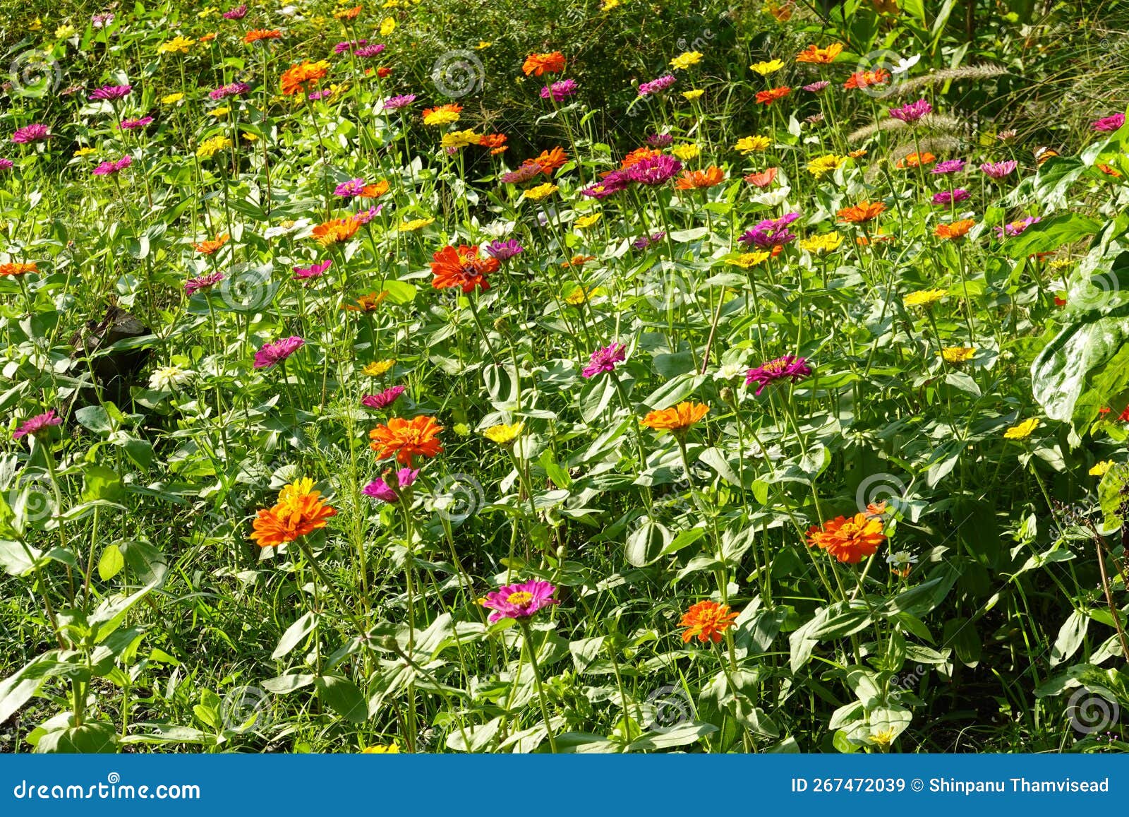 Small Colorful Flowers Field, Daisies Spring Flowers Stock Image ...