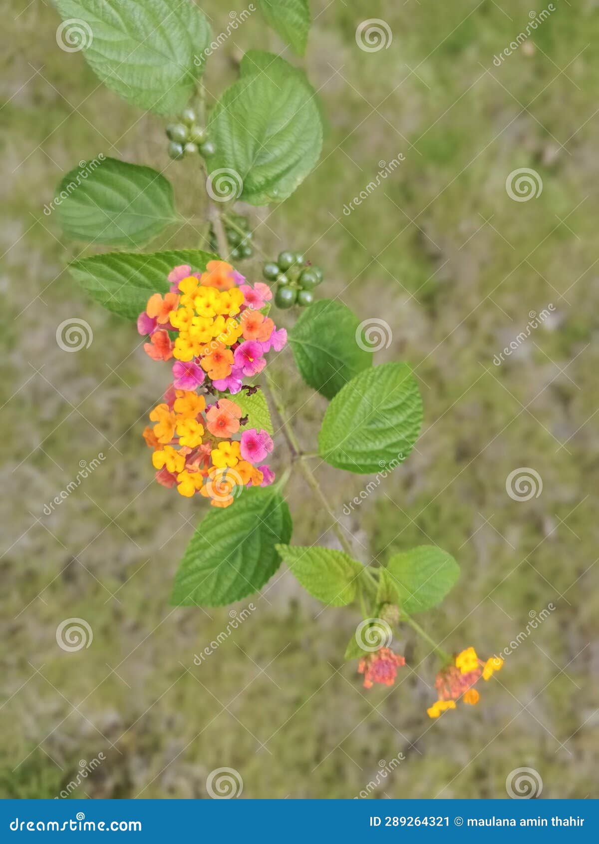 Small Colorful Flowers and Green Seeds on the Tree Stock Image - Image ...