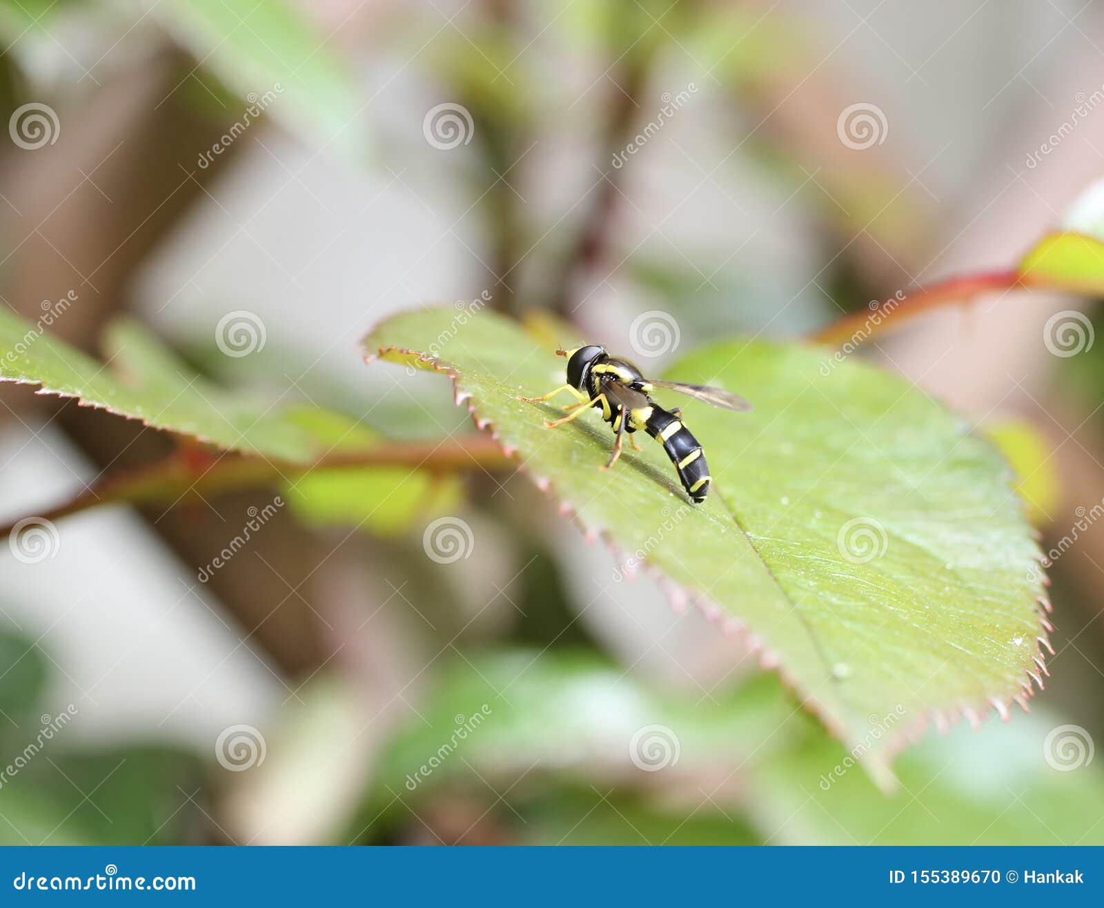 Small Colorful Fly from Profile Stock Photo - Image of insect, spider ...
