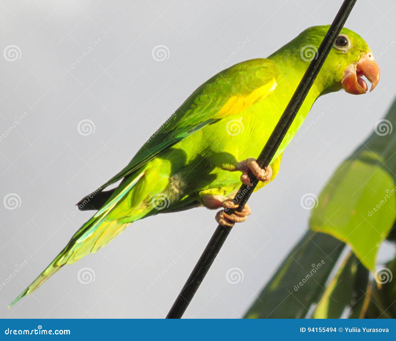 Small Colorful Green Parrot on Wire Stock Photo - Image of cute, beak ...