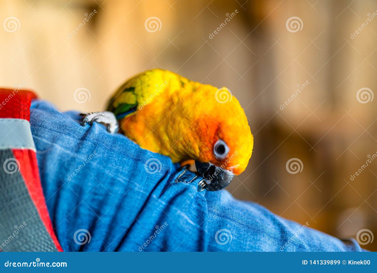 A Small Colorful Parrot Sits on the Shoulder and Beak a Button. Stock ...