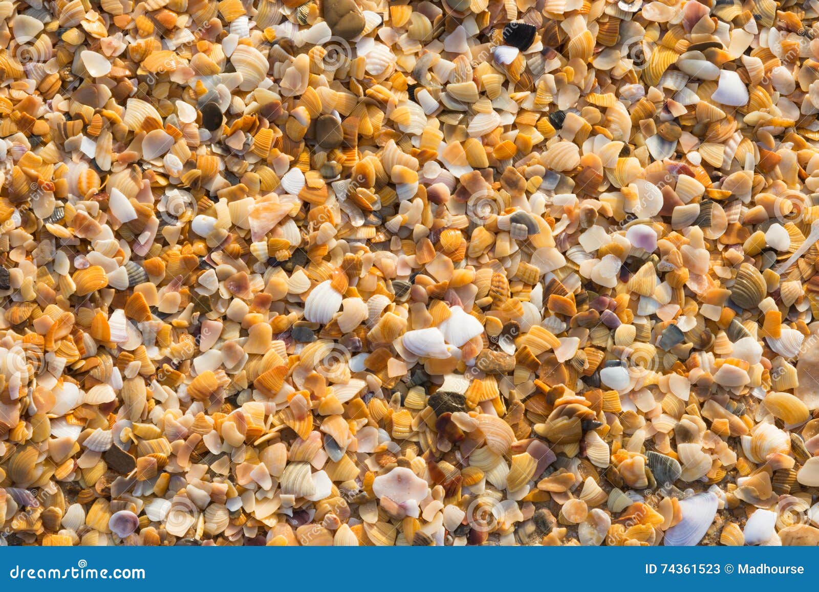 Small Colorful Sea Shells on Sea Beach Stock Image - Image of natural ...