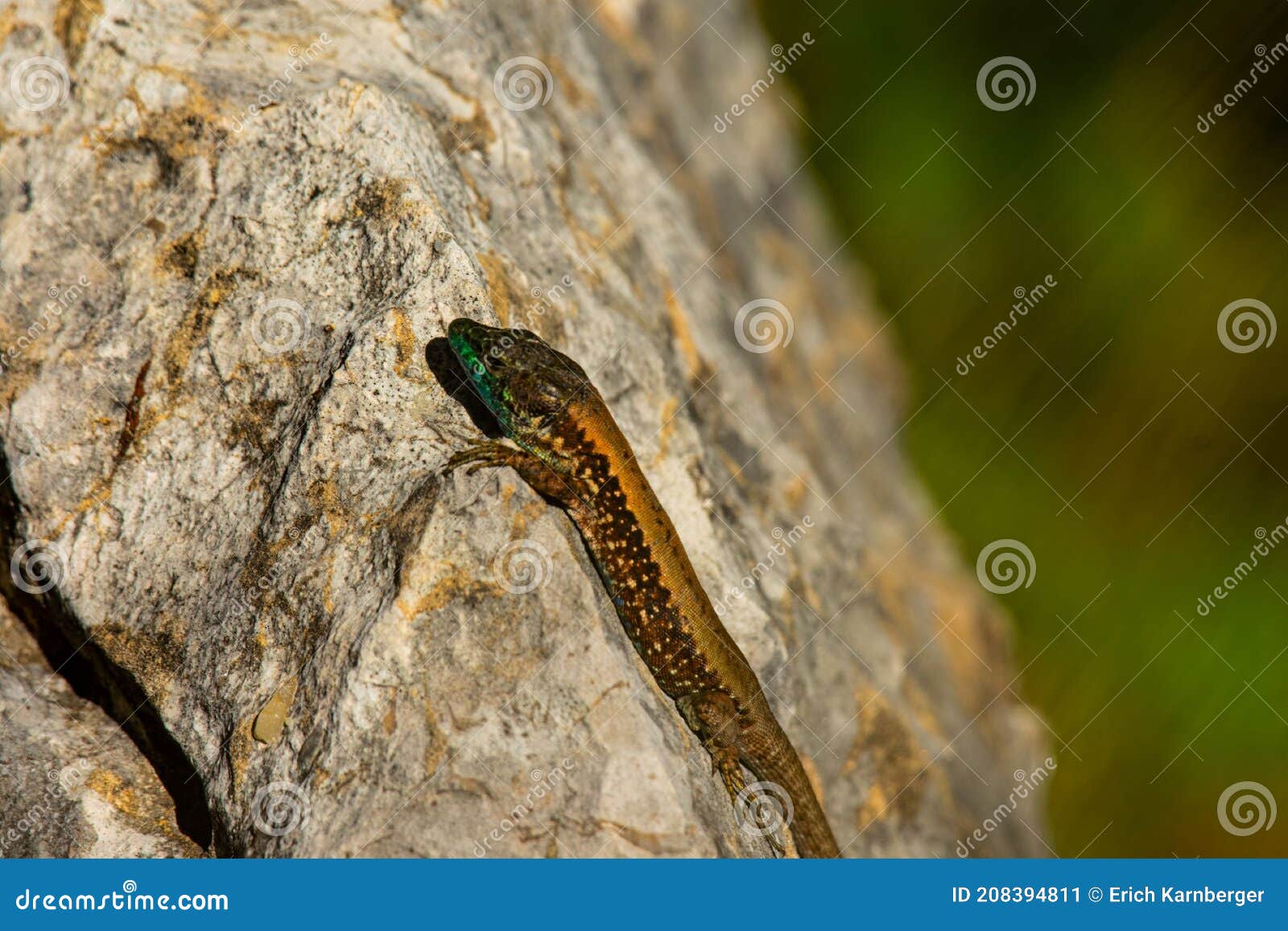 Small Colorful Lizard Sunbathing on a Rock Stock Image - Image of brown ...