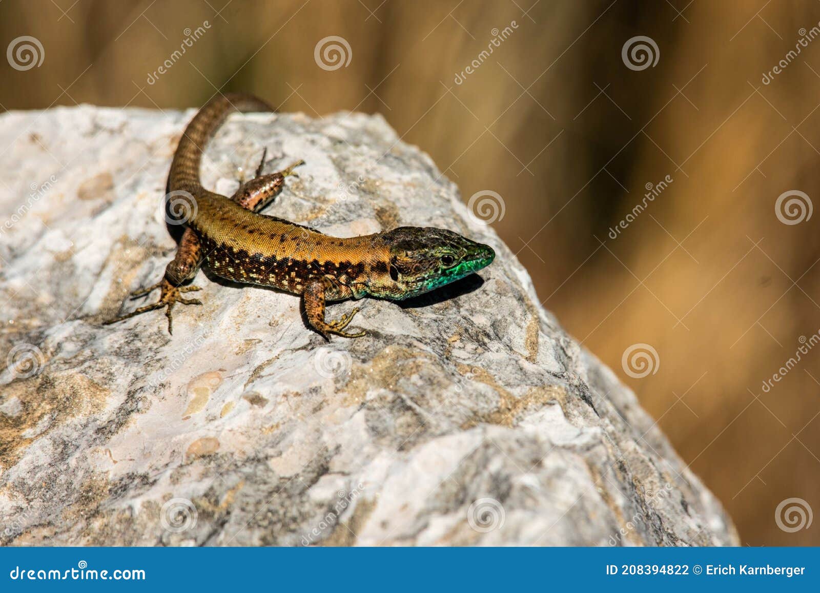 Small Colorful Lizard Sunbathing on a Rock Stock Photo - Image of ...
