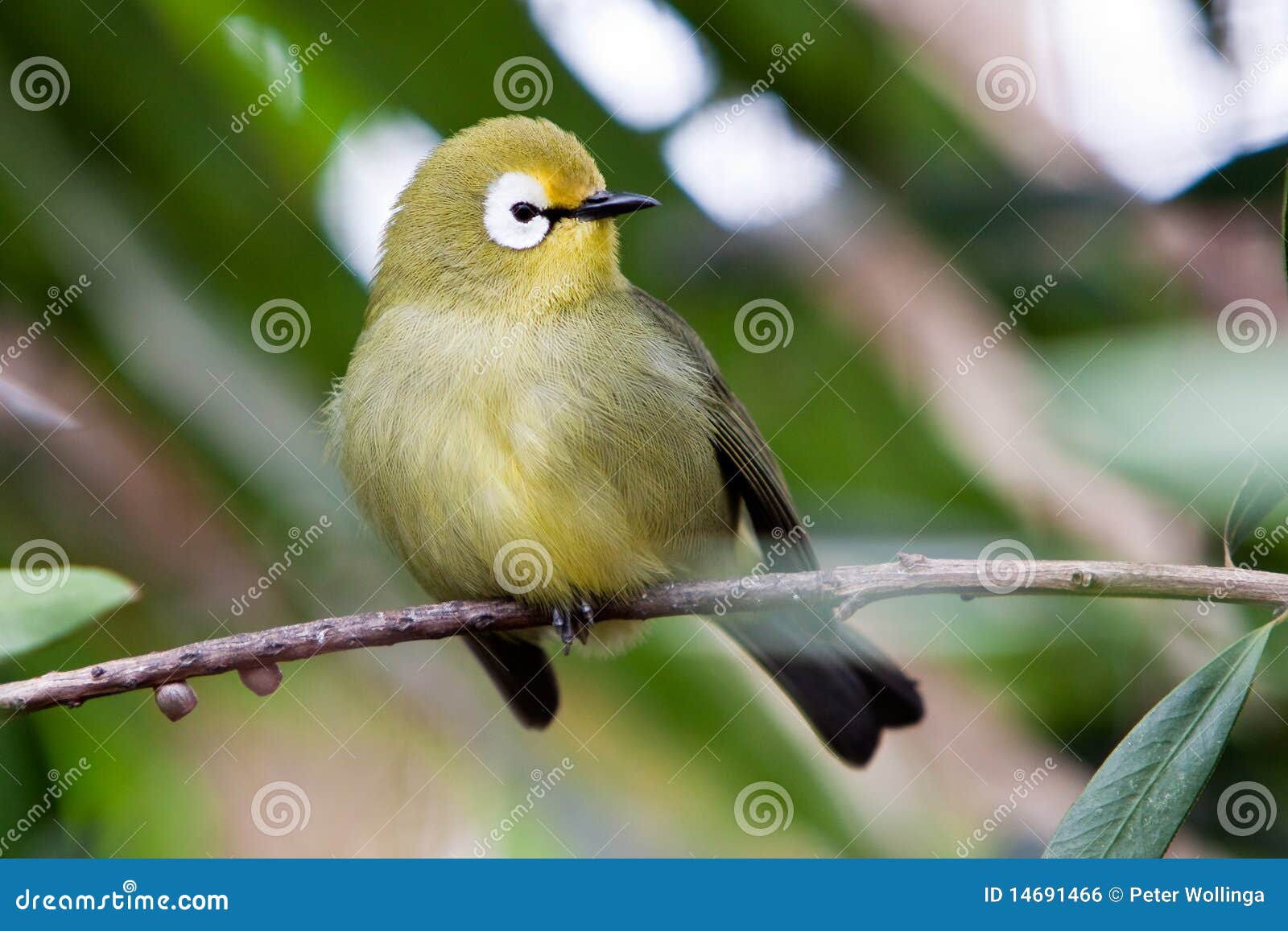 Small Colorful Tropical Bird on a Branch Stock Photo - Image of ...