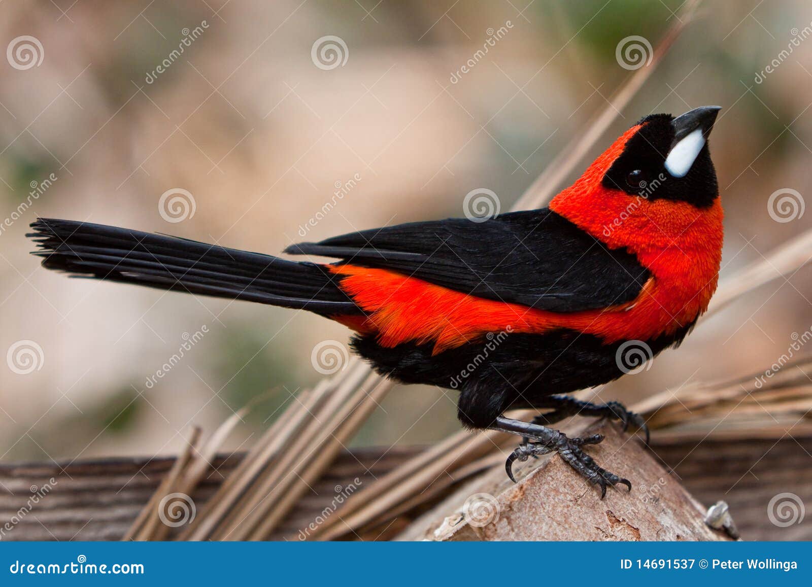 Small Colorful Tropical Bird on a Branch Stock Image - Image of wild ...
