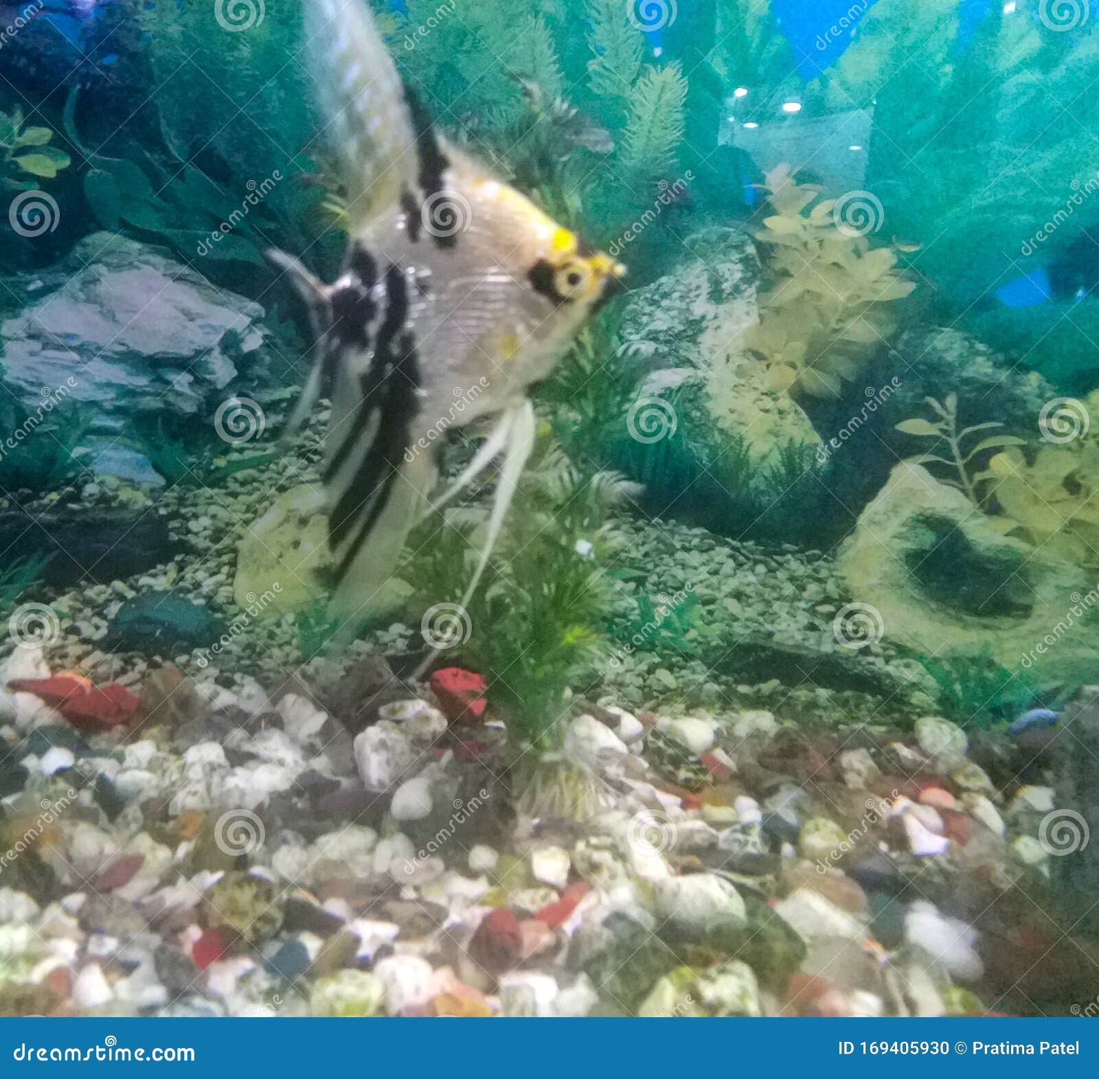 Small Colourful Fish Swimming in the Aquarium Stock Photo - Image of ...