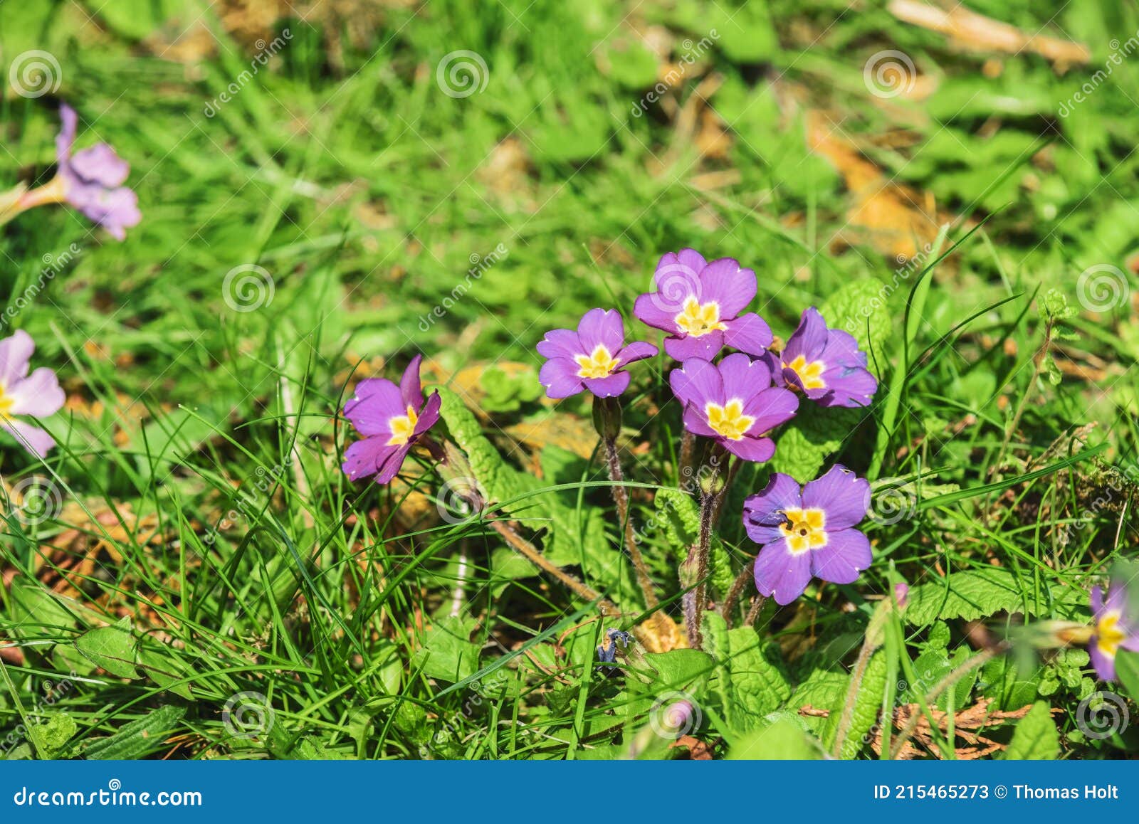 Small Colourful Flowers Grow in the Grass in a Spring Meadow or Field ...