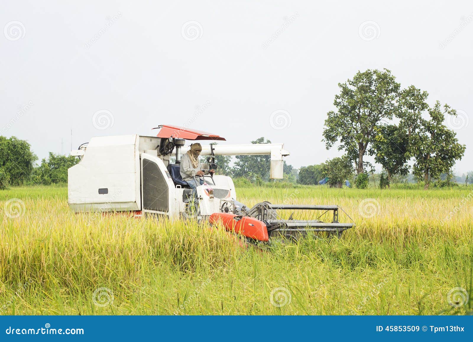Small Combine Harvester Harvesting Wheat Stock Image - Image of ...