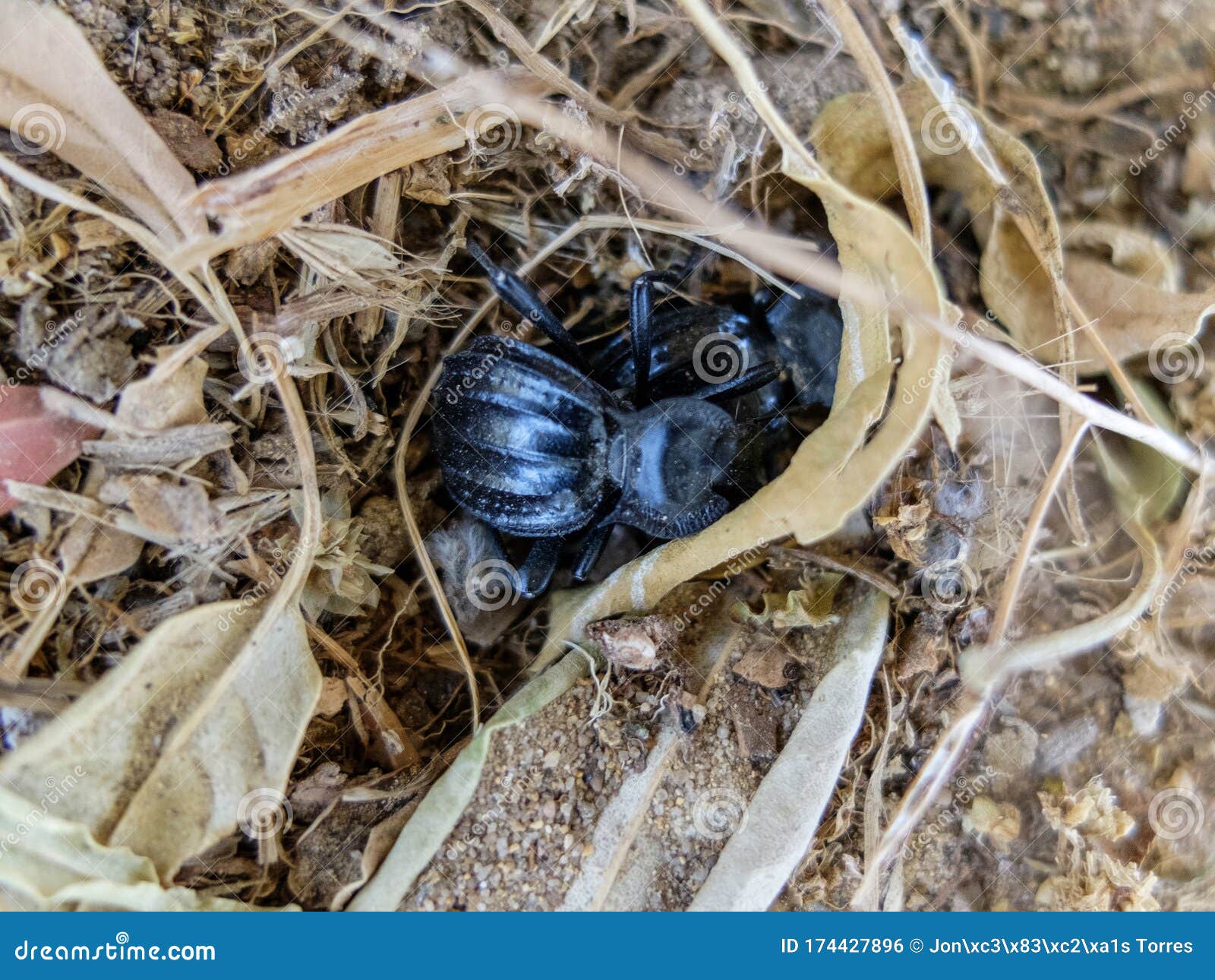 Common Black Beetle Walking on the Ground Stock Photo - Image of ...