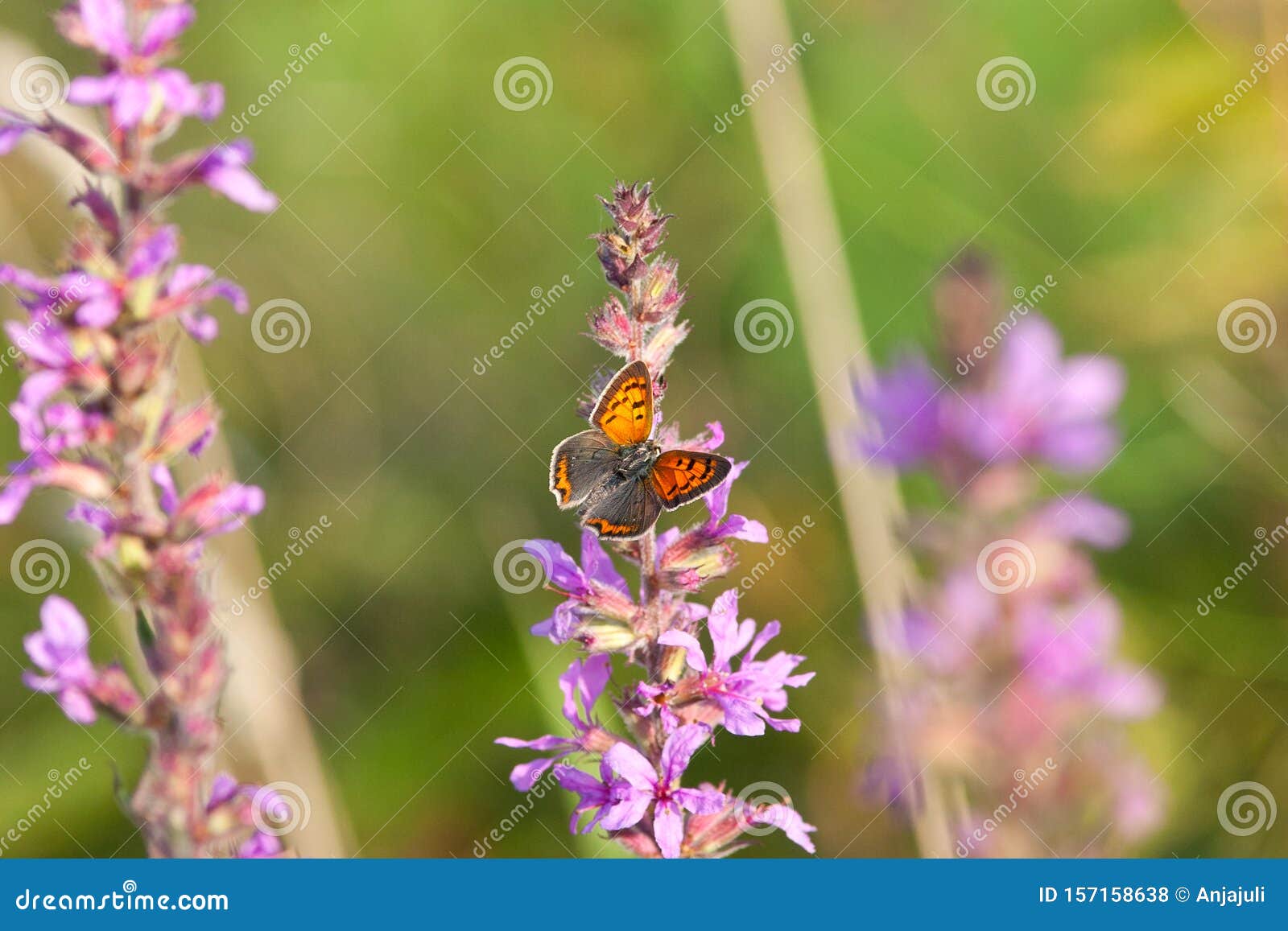 Small Common Copper Butterfly- Lycaena Phlaeas on Flower Stock Photo ...