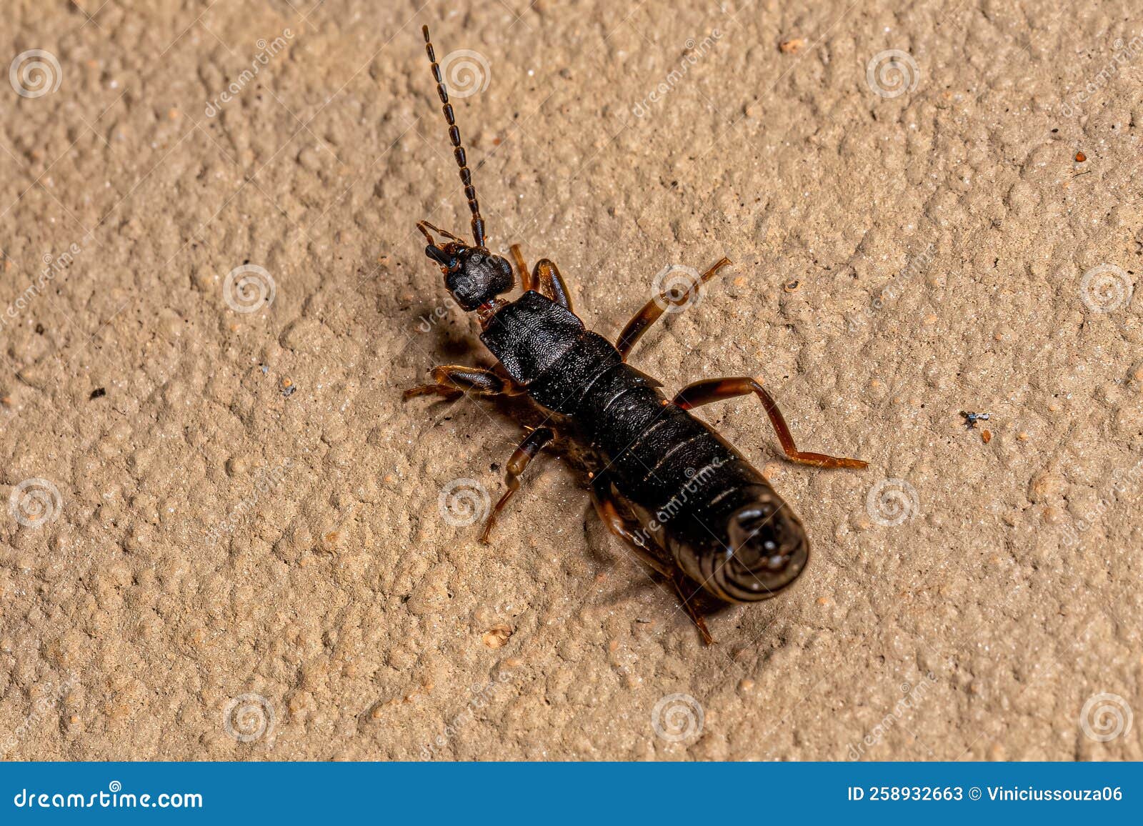 Small Common Earwig stock image. Image of pest, arthropod - 258932663