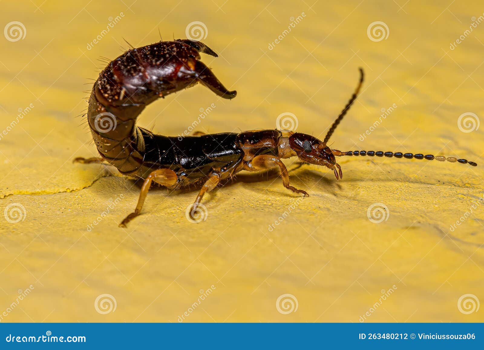 Small Common Earwig stock photo. Image of leaf, pest - 263480212