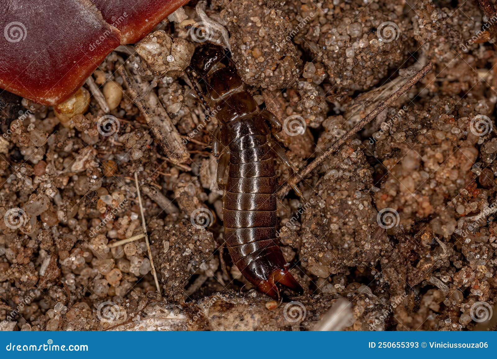 Small Common Earwig stock image. Image of earwig, insecta - 250655393