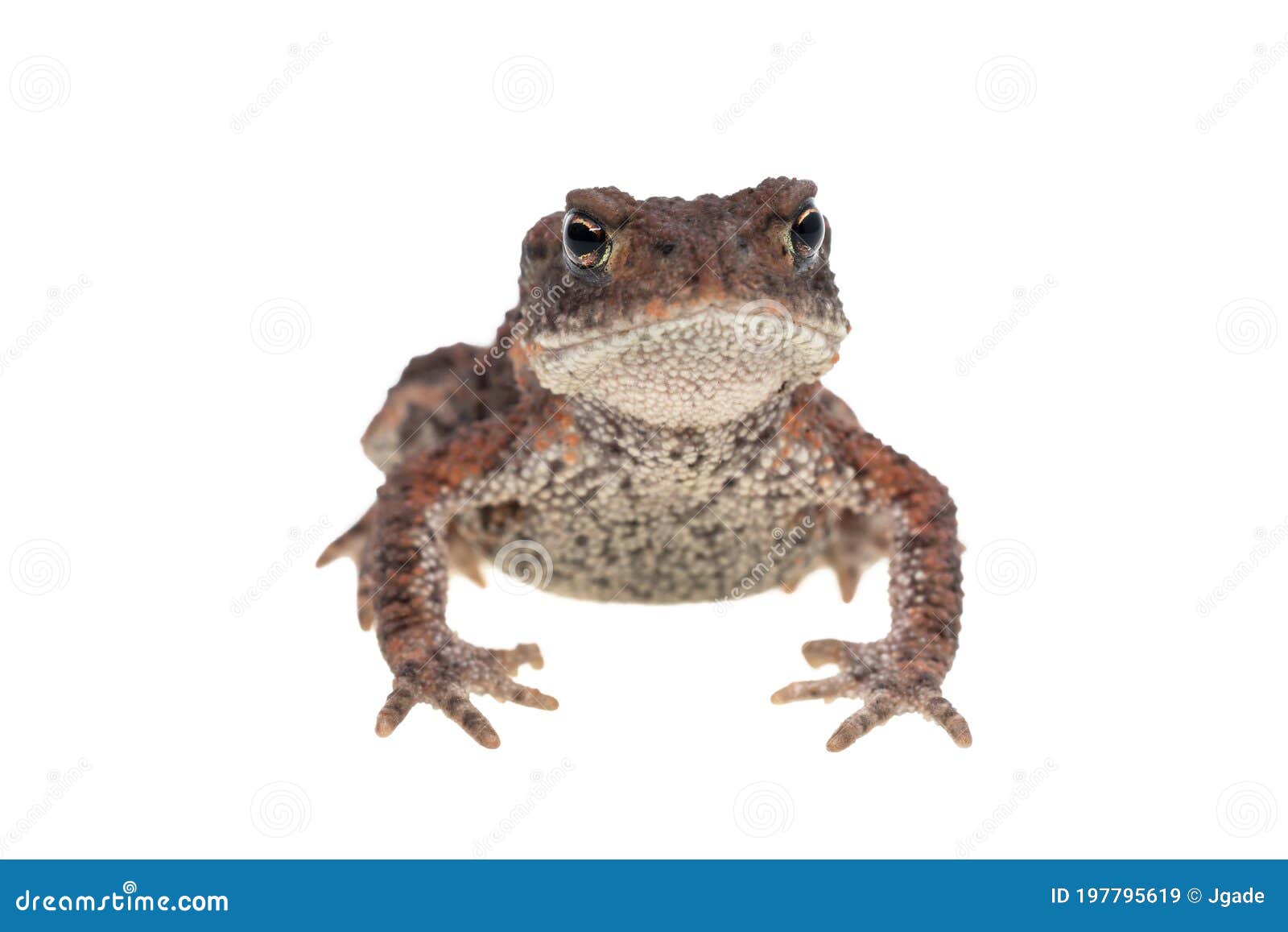 Small toad front view stock image. Image of toad, head - 197795619