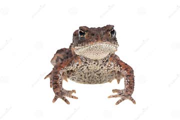 Small toad front view stock image. Image of toad, head - 197795619