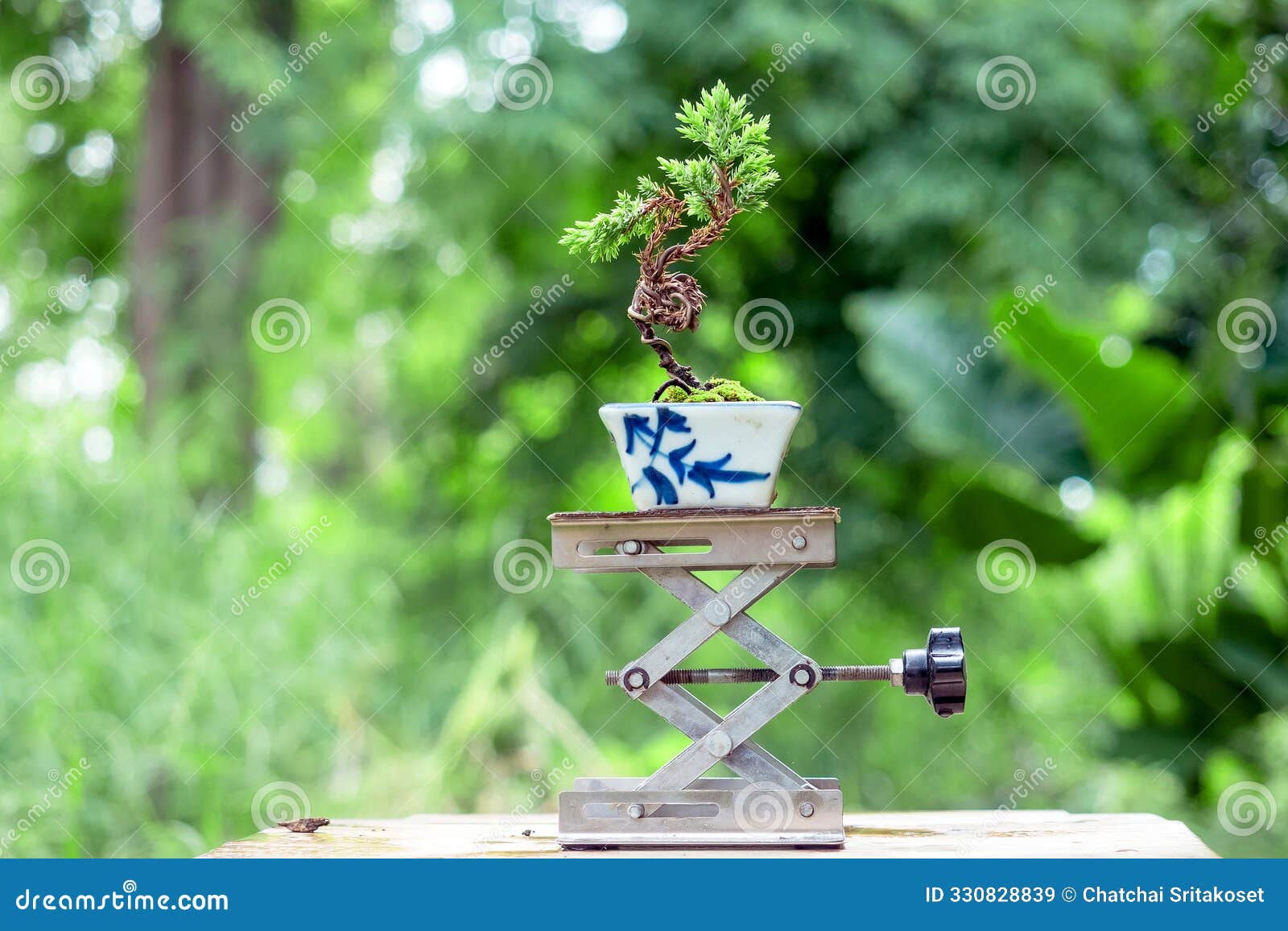 Small Common Juniper Into A Free-form Bonsai In Nature Background ...