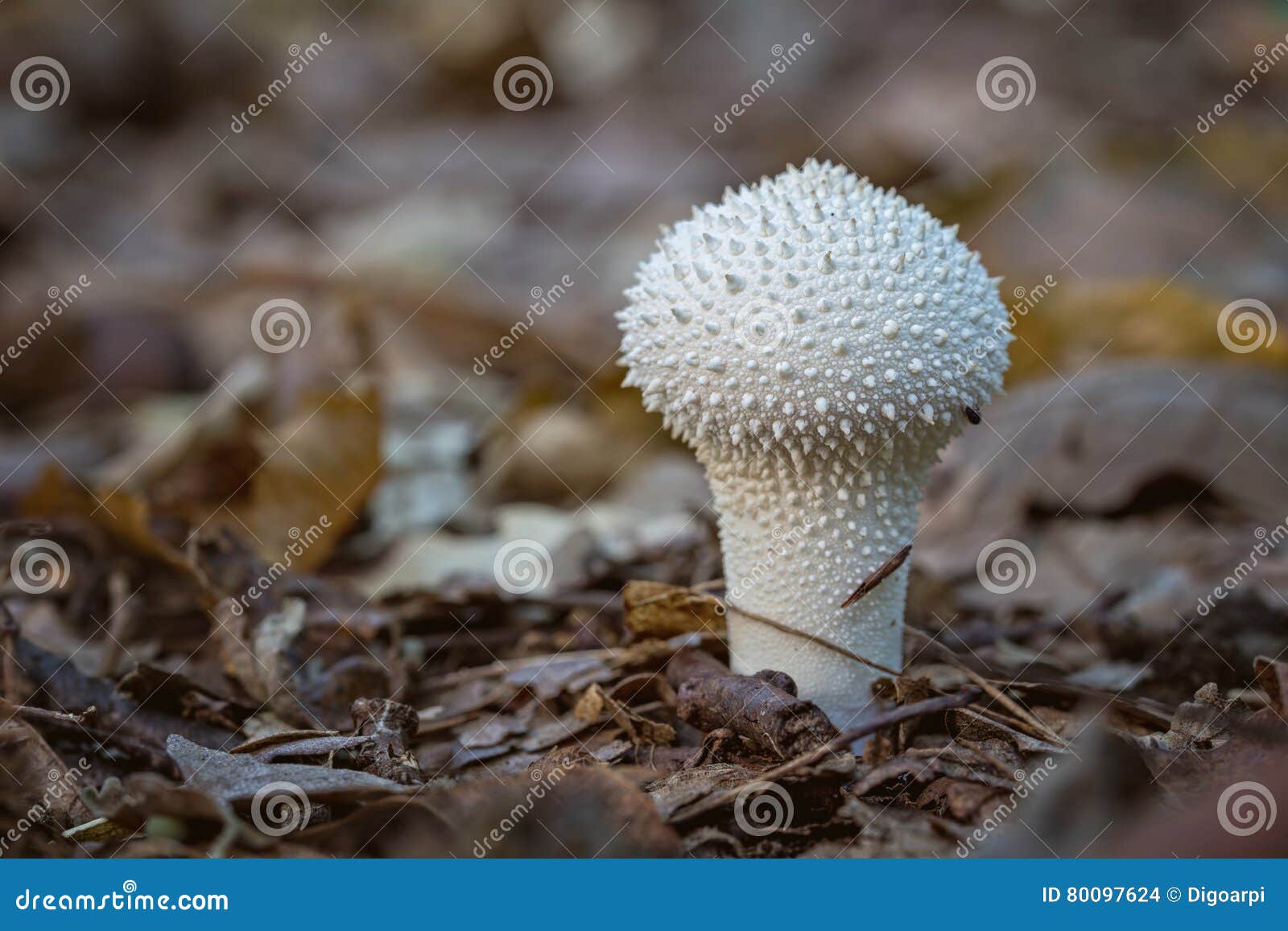 Small Common Puffball (Lycoperdon Perlatum) Mushroom Stock Photo ...