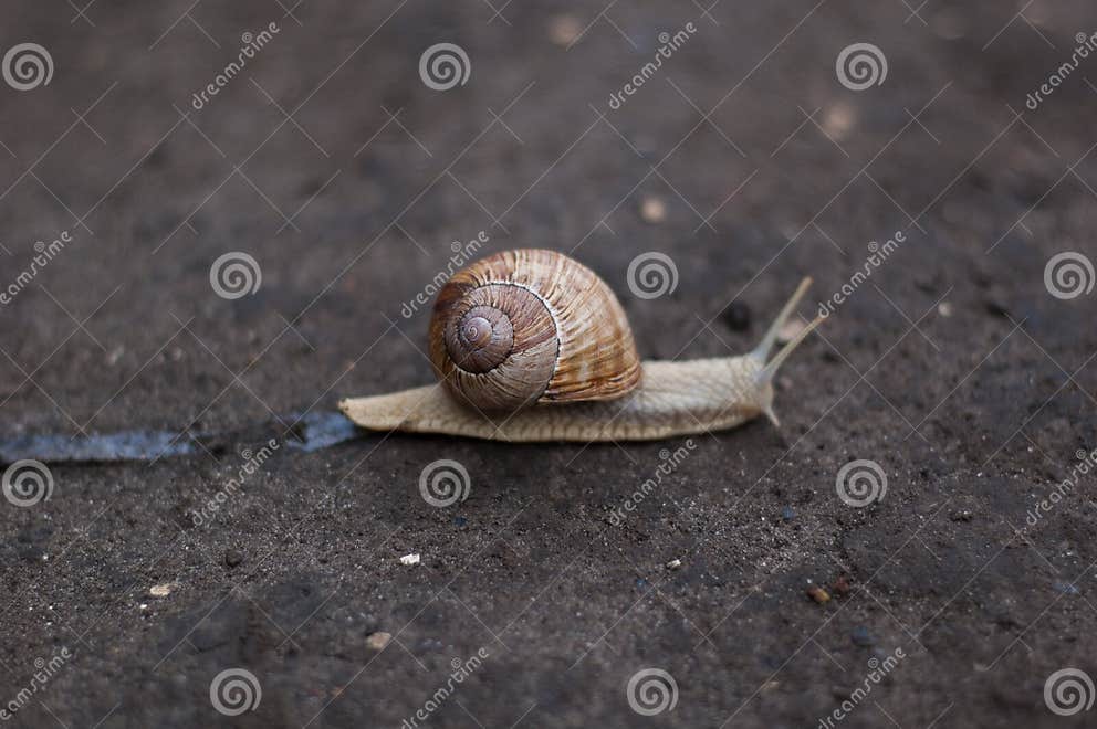 Small common snail stock photo. Image of helix, animal - 78272224