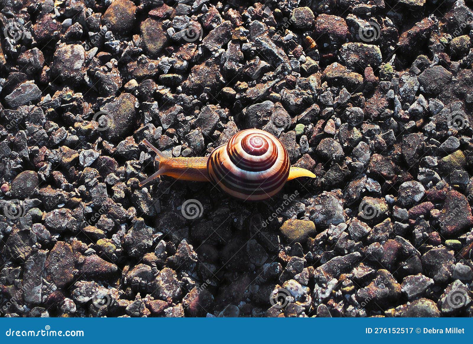 Small common snail stock image. Image of spiral, slug - 276152517