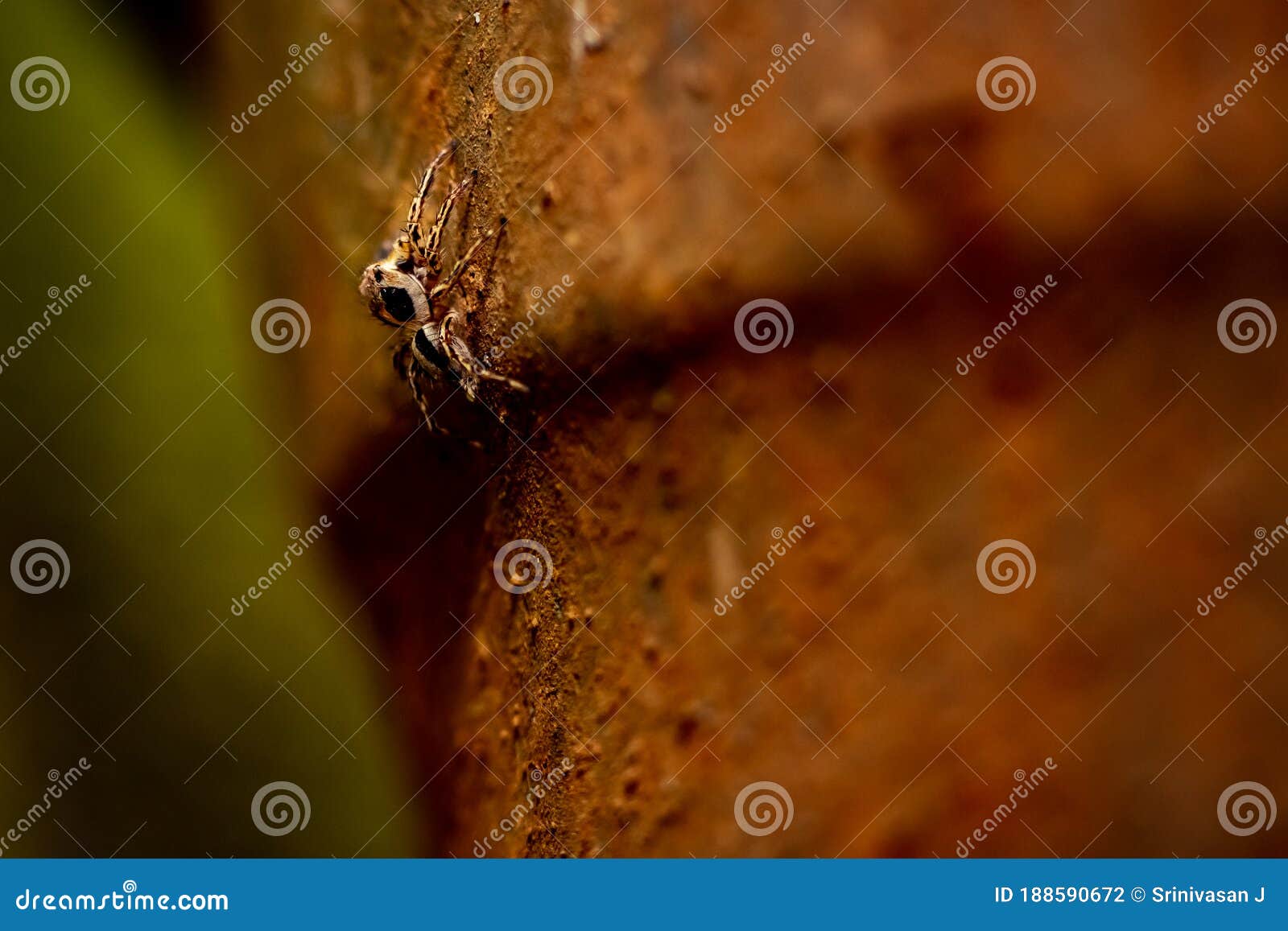 Small Common Spider on the Garden Stock Photo - Image of home, outdoor ...