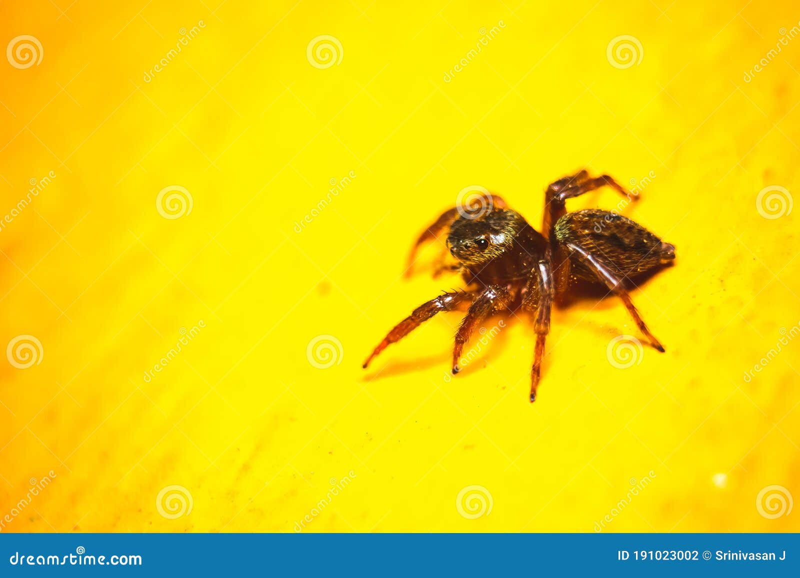 Small Common Spider Isolated on Yellow Background Stock Photo - Image ...