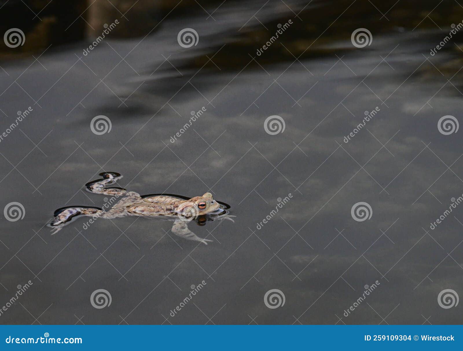 Small Common Toad Swimming on a Pond Surface Stock Photo - Image of ...