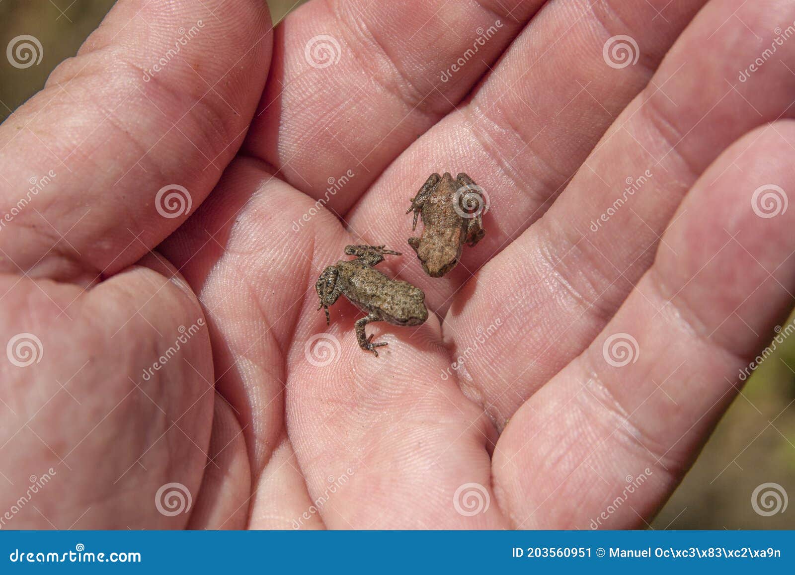 Small Common Toads Bufo Spinosus in My Hand Stock Image - Image of ...