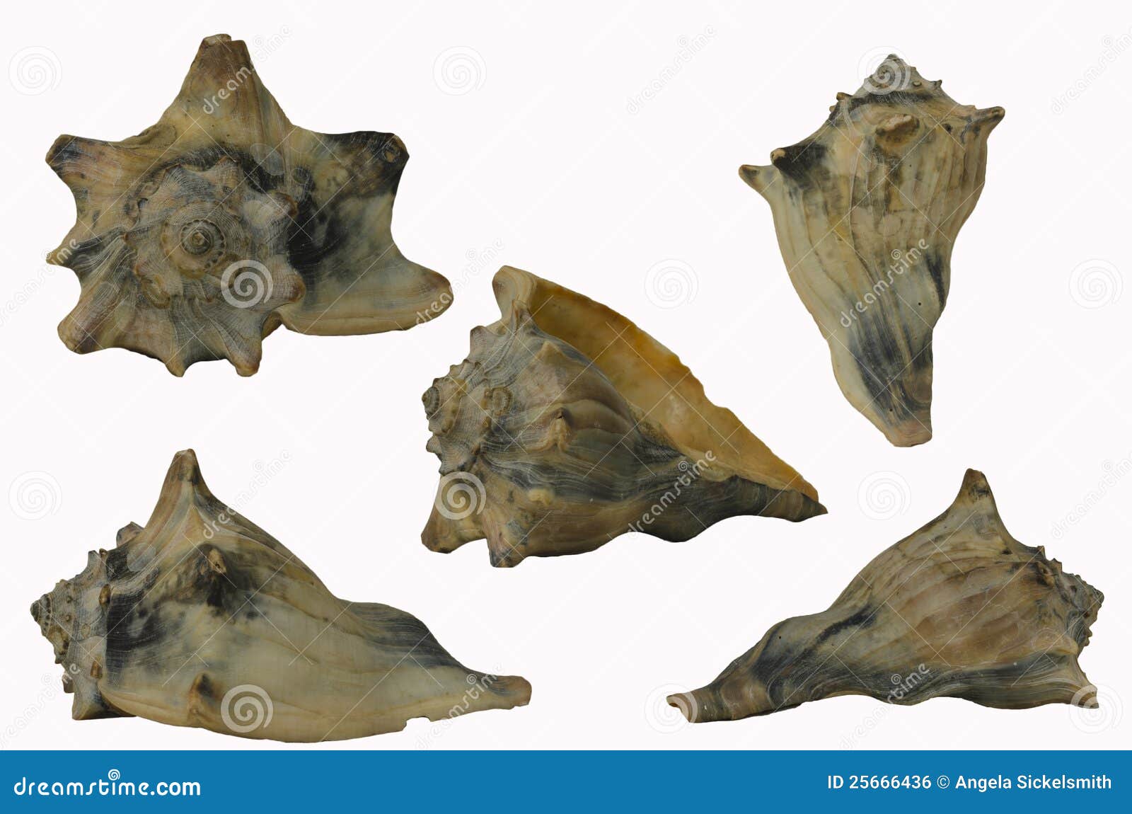 Small Conch Shell stock photo. Image of tropical, white - 25666436