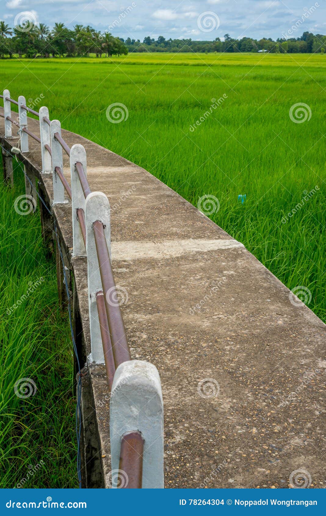 Small Concrete Elevated Walkway in Green Rice Field Stock Photo - Image ...