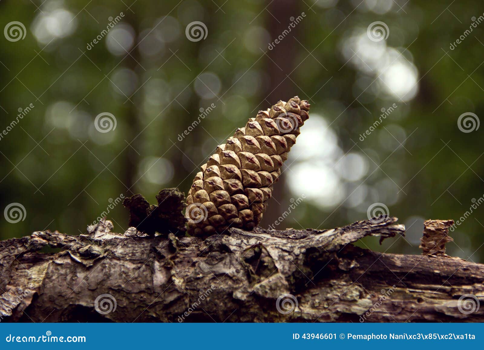 Small Cone stock image. Image of roll, trunk, leaves - 43946601