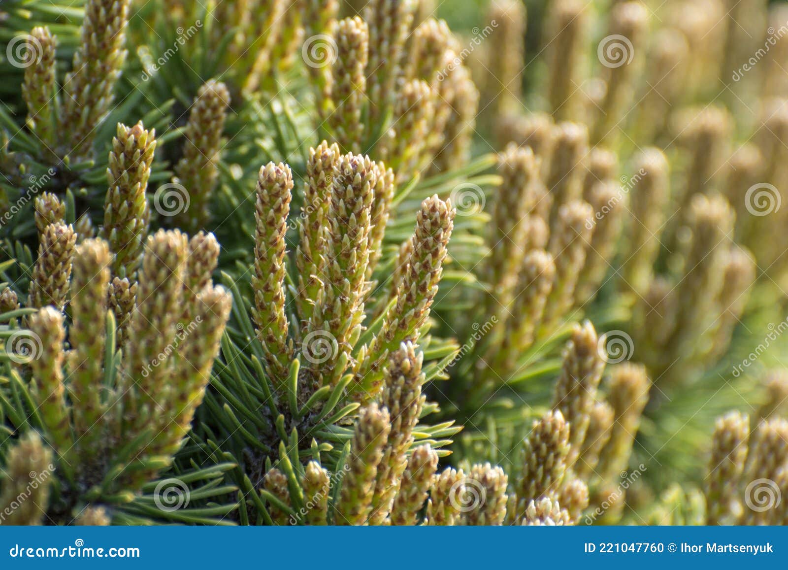 Small Cones on Spruce Branches. Coniferous Plant, Background for Design ...