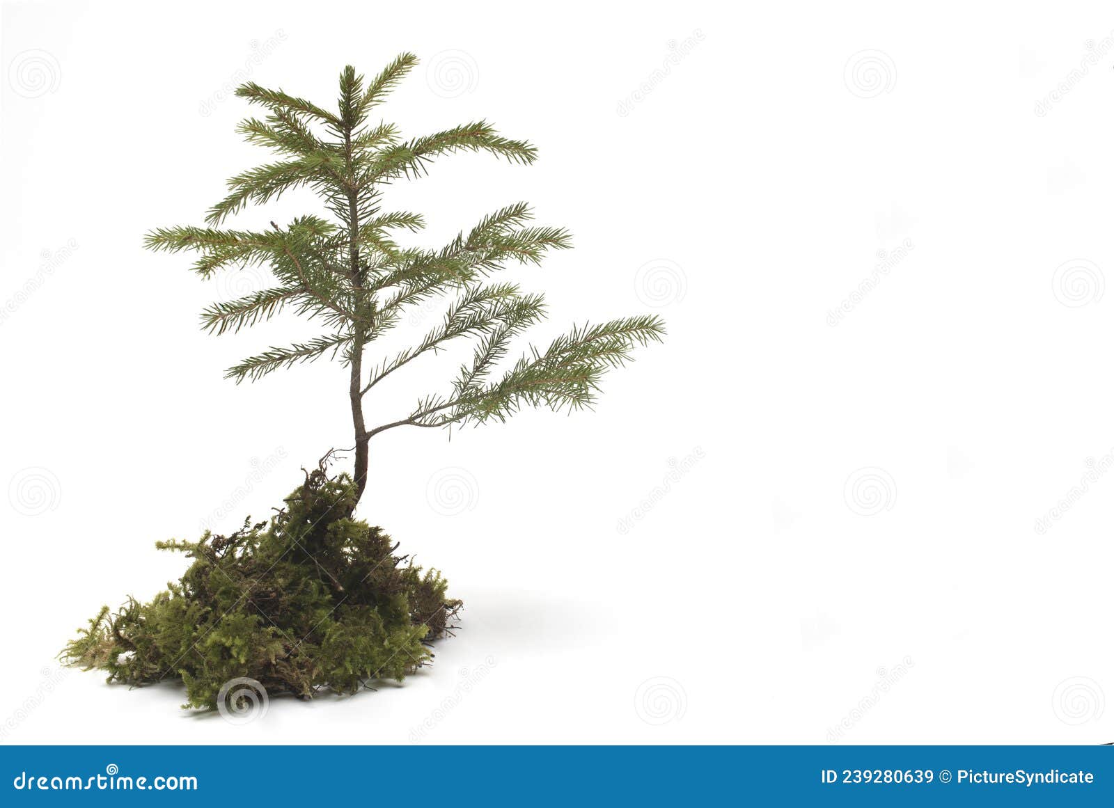 Small Conifer Seedlings Stock Image | CartoonDealer.com #37431319