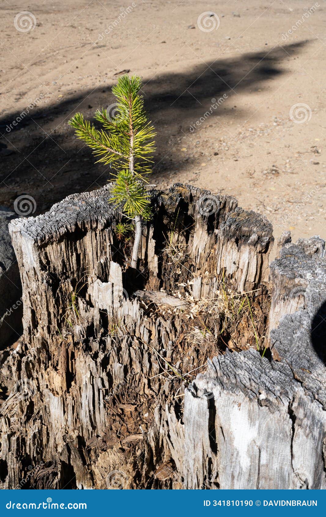 Small Conifer Tree Growing Out of Tree Stump Stock Photo - Image of ...