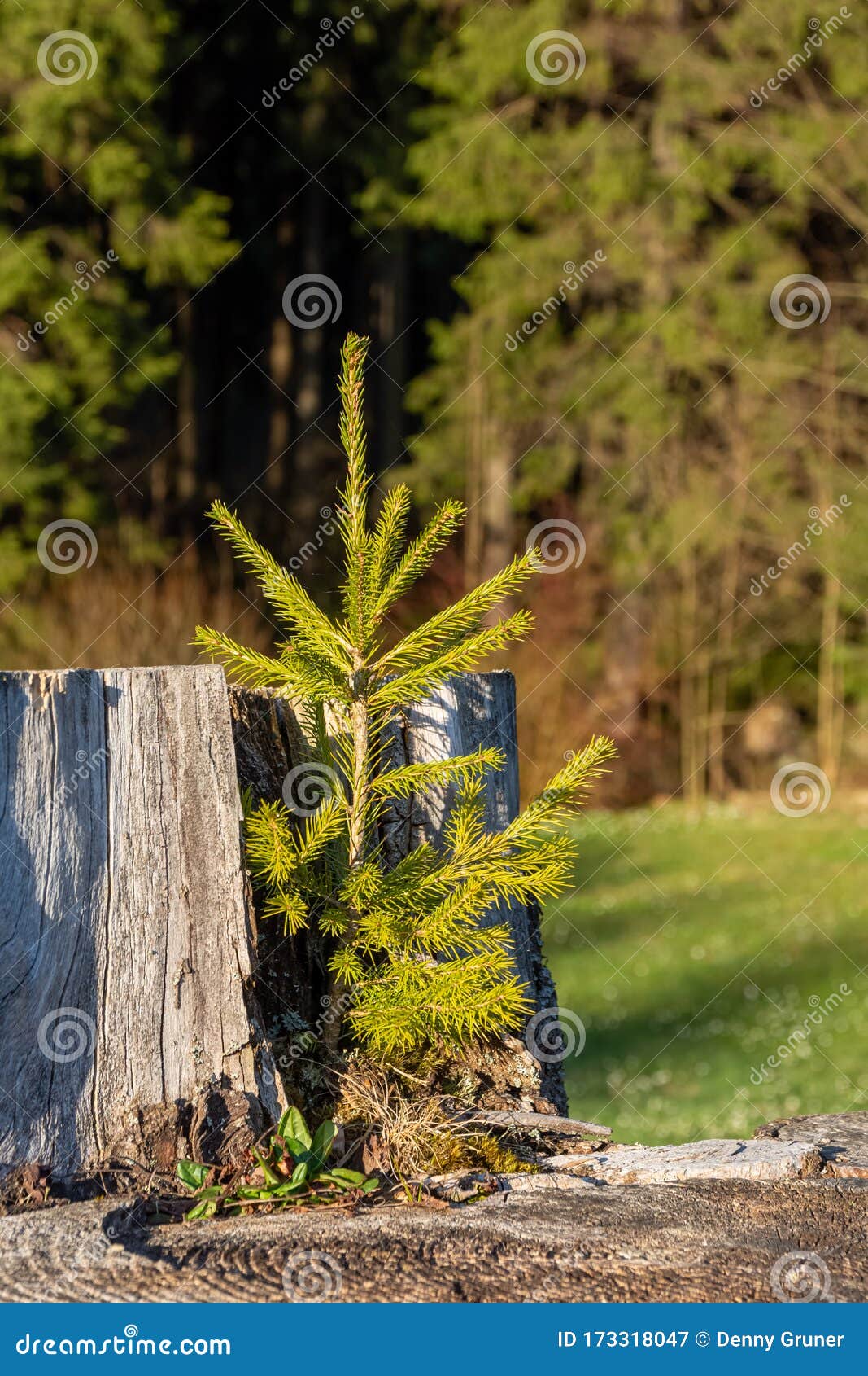 A Small Conifer on a Tree Trunk Stock Image - Image of trunk ...