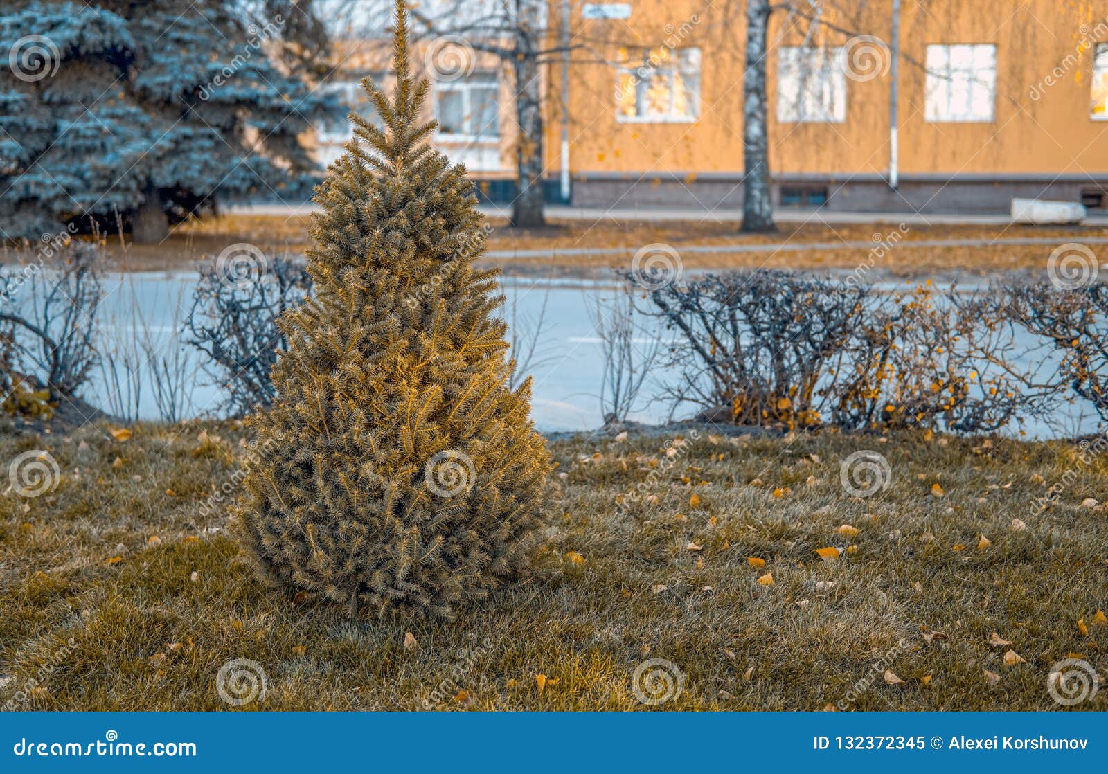 A Small Spruce on the Lawn, Selective Focus Stock Image - Image of ...