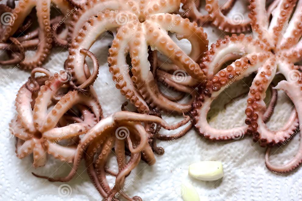 Small cooked octopuses stock image. Image of soft, cuisine - 37383809